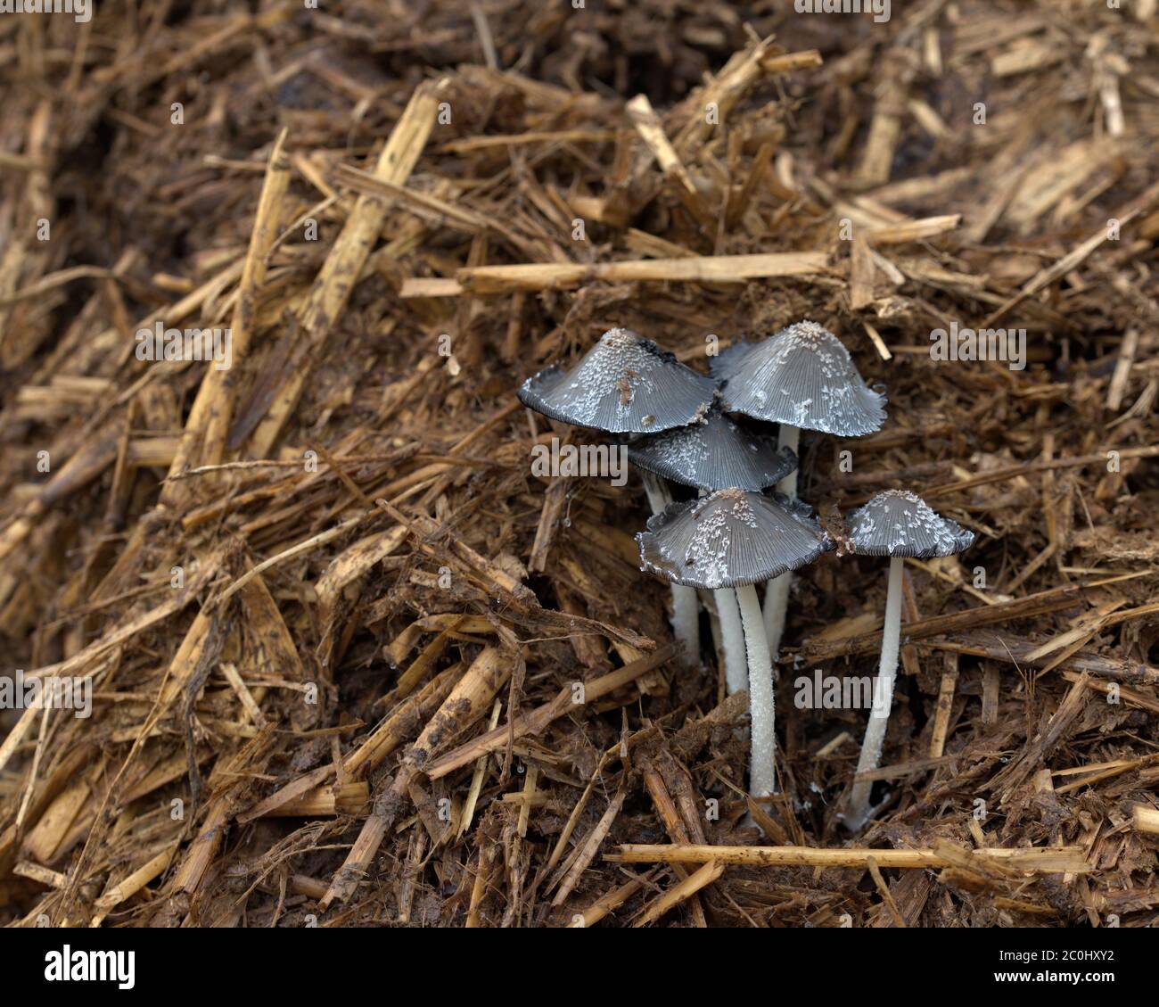 Inky cap mushroom hi-res stock photography and images - Alamy