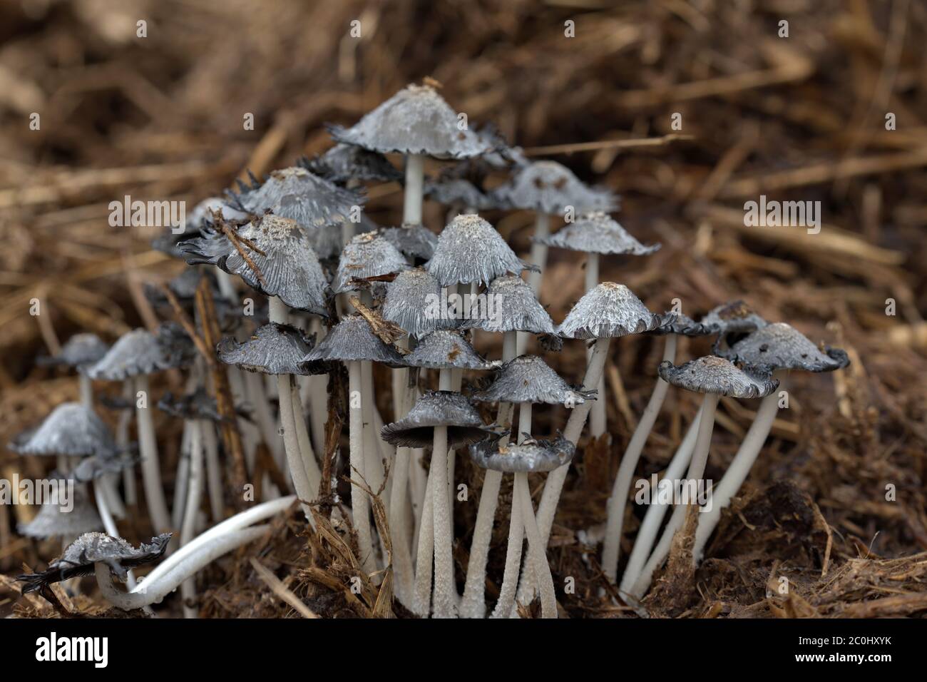 Inky cap mushroom hi-res stock photography and images - Alamy