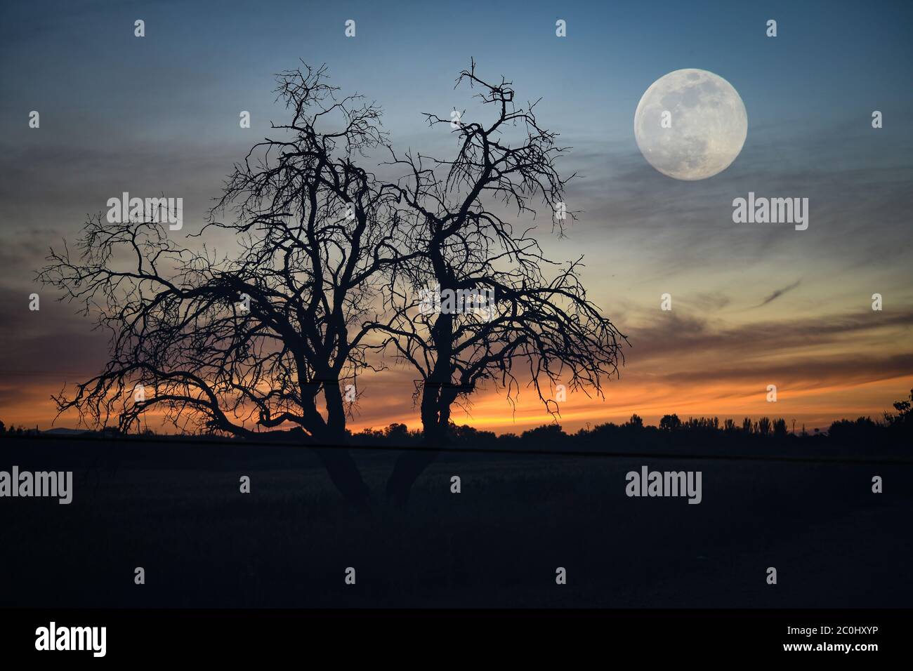 Dramatic sunset, with ghost tree and full moon Stock Photo - Alamy