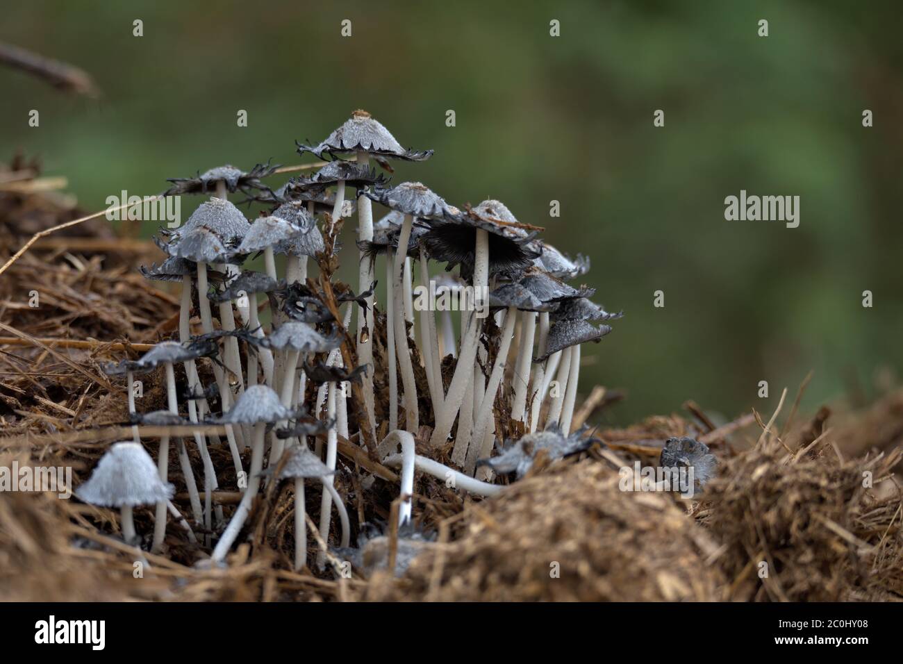 Inky cap mushroom hi-res stock photography and images - Alamy