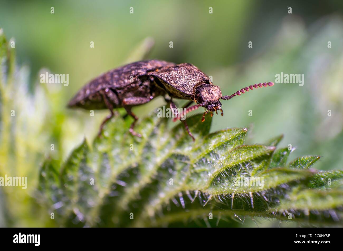 Golden beetle hi-res stock photography and images - Alamy