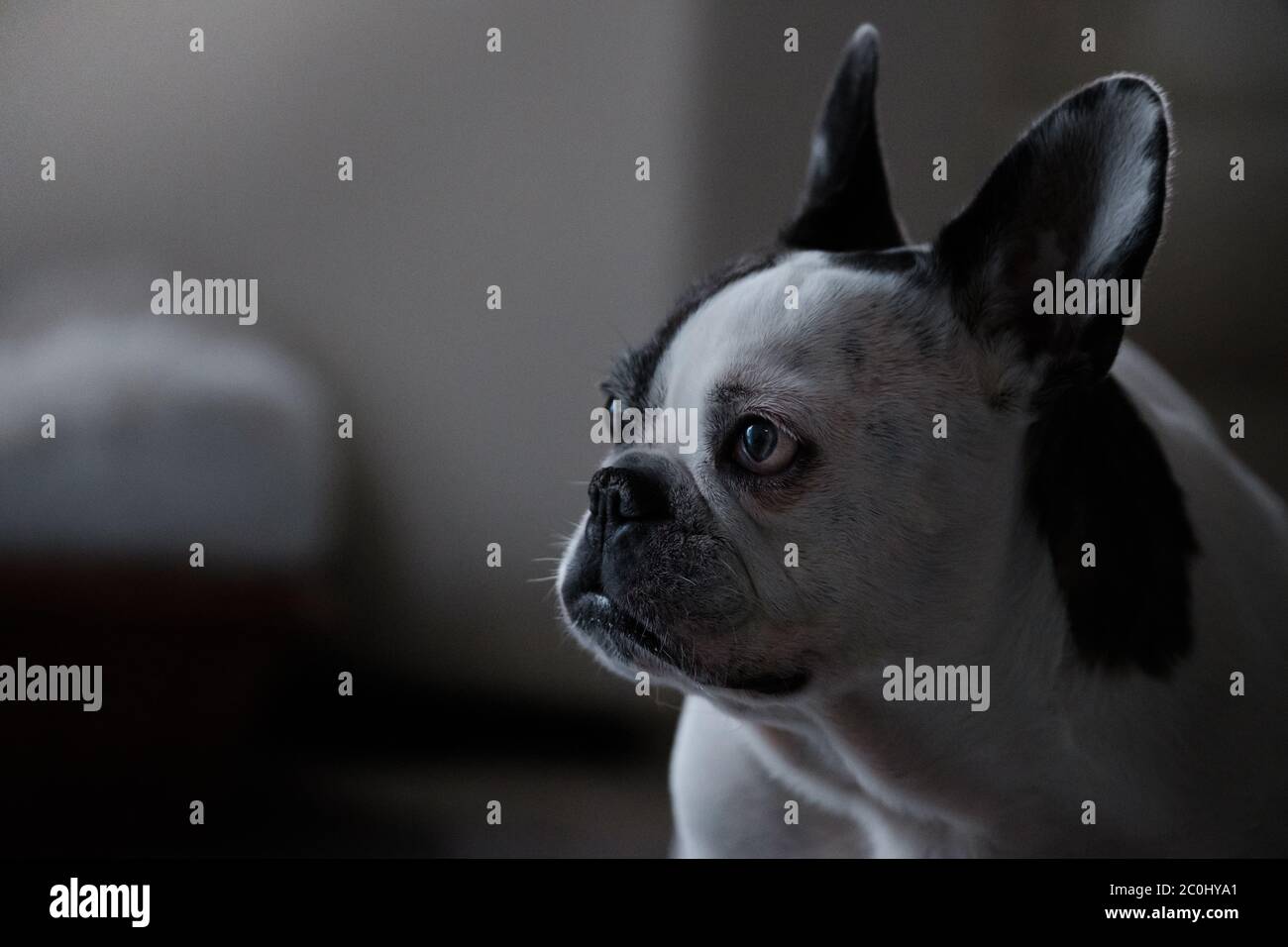 French Bulldog Portrait Stock Photo - Alamy