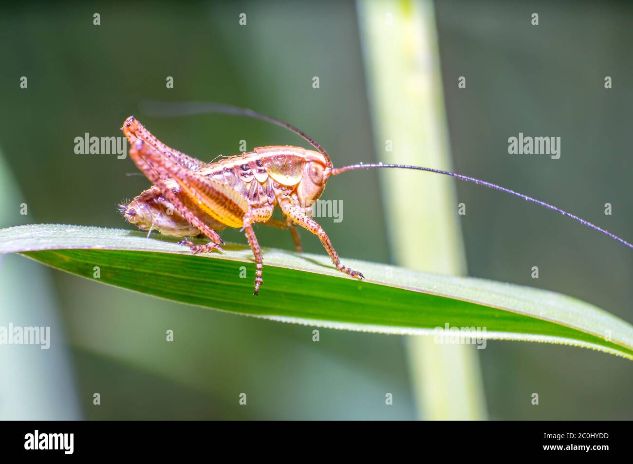 Yellow grass hopper hi-res stock photography and images - Alamy