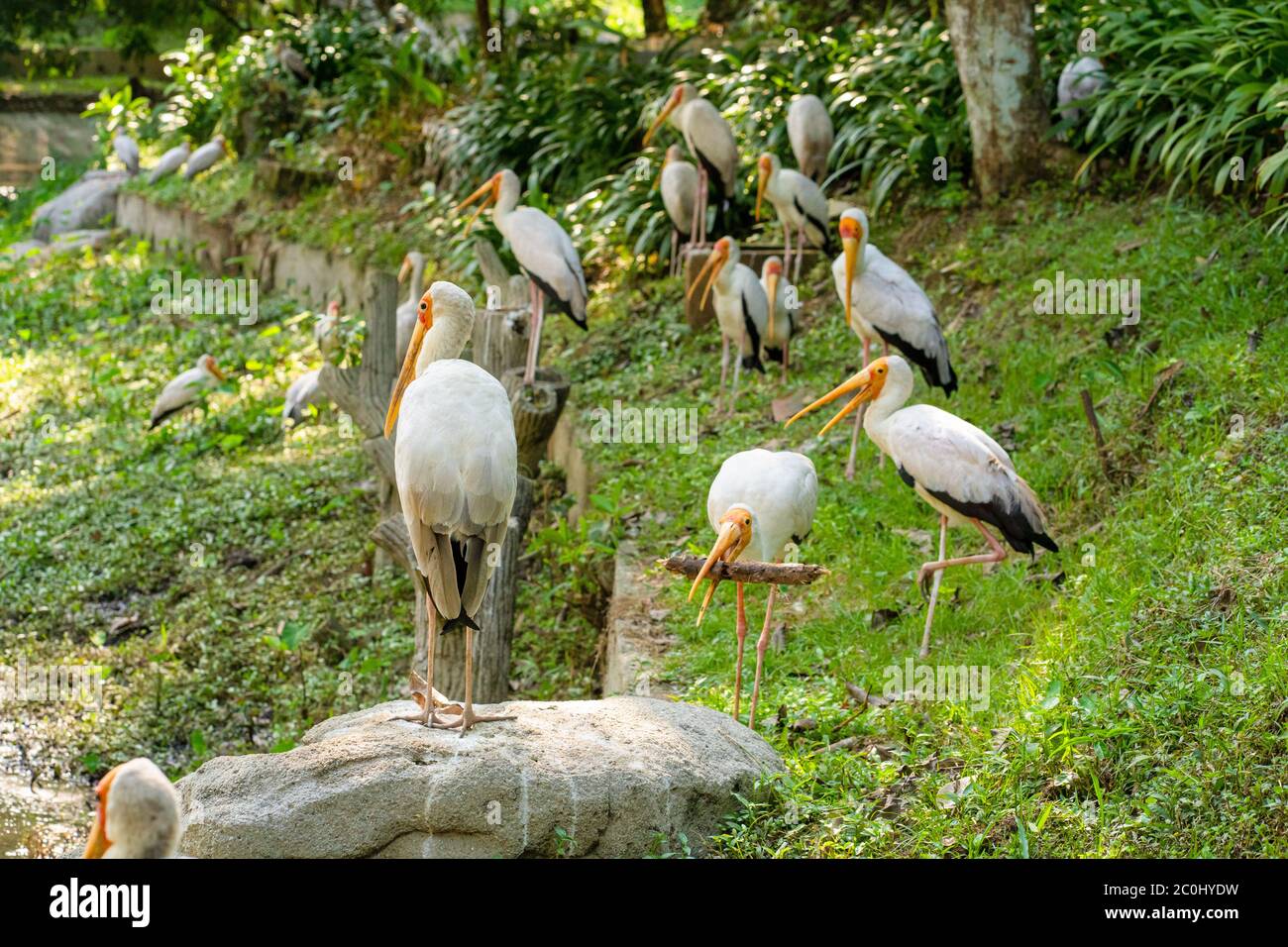 A flock of milk storks sits on a green lawn in a park Stock Photo - Alamy