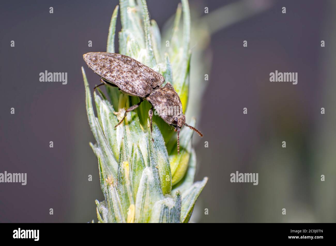 Corn beetle hi-res stock photography and images - Alamy