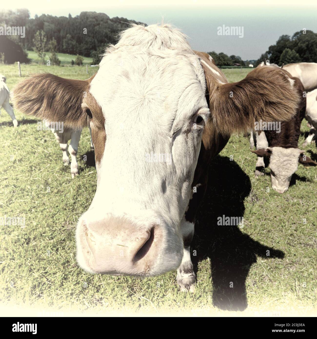 Grazing Cows Stock Photo - Alamy