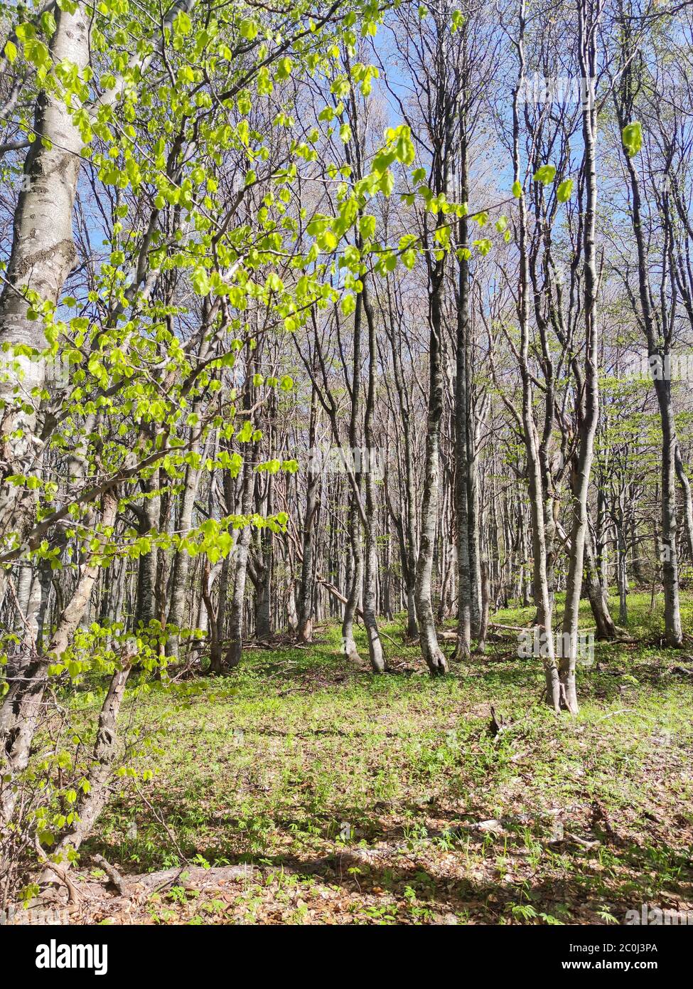 Spring Landscape of Vitosha Mountain, Sofia City Region, Bulgaria Stock ...