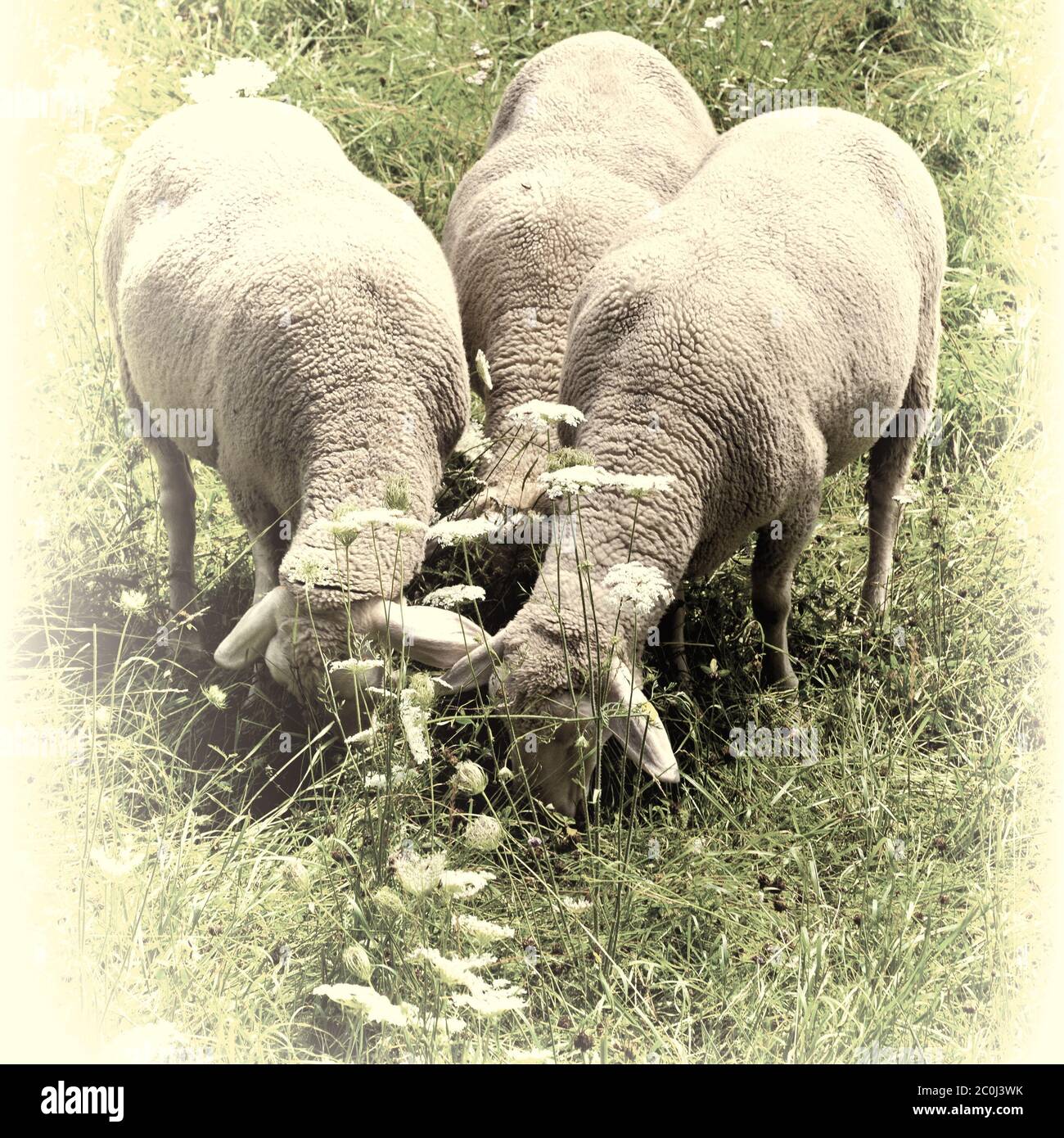 Alpine ranch hi-res stock photography and images - Alamy