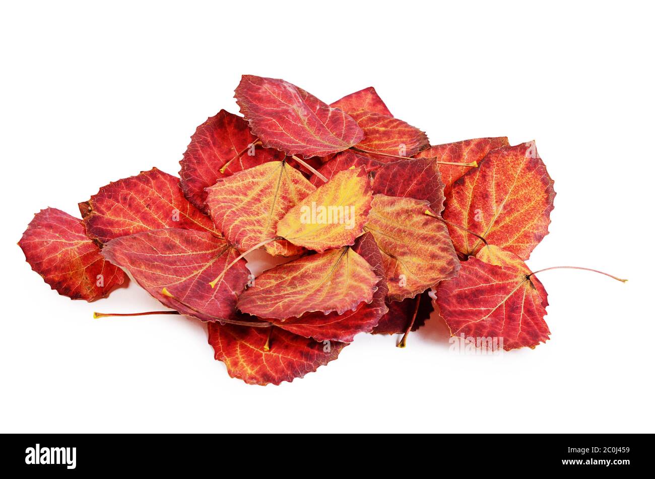 Autumn leaves pattern falling Cut Out Stock Images & Pictures - Alamy