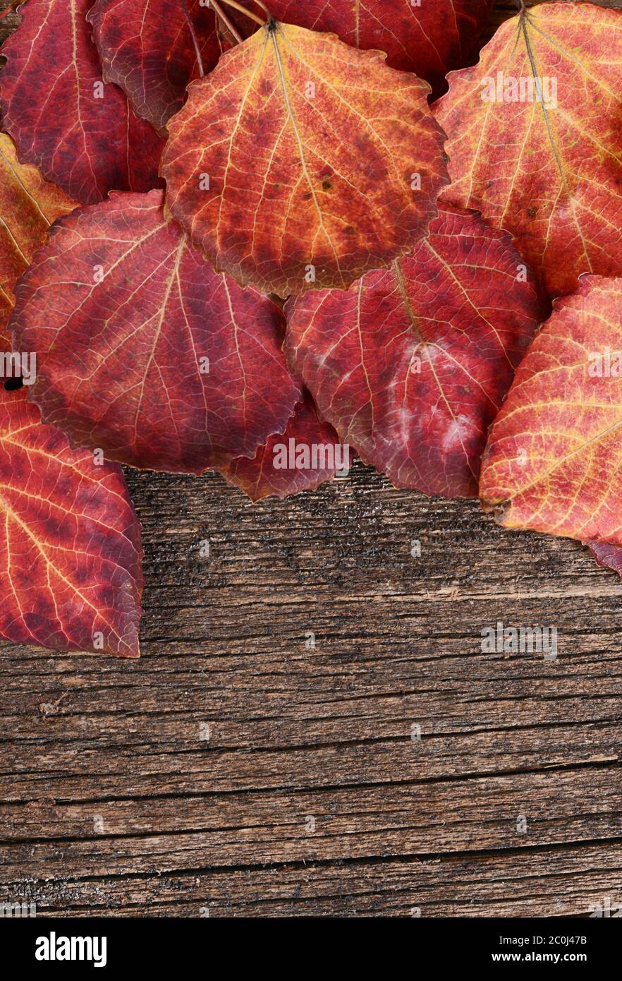 Colorful falling autumn leaves vertical hi-res stock photography and ...