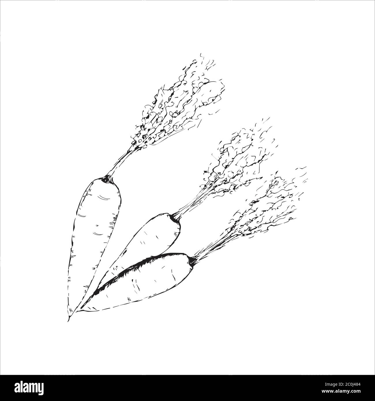 Carrot Plant Drawing High Resolution Stock Photography and Images - Alamy
