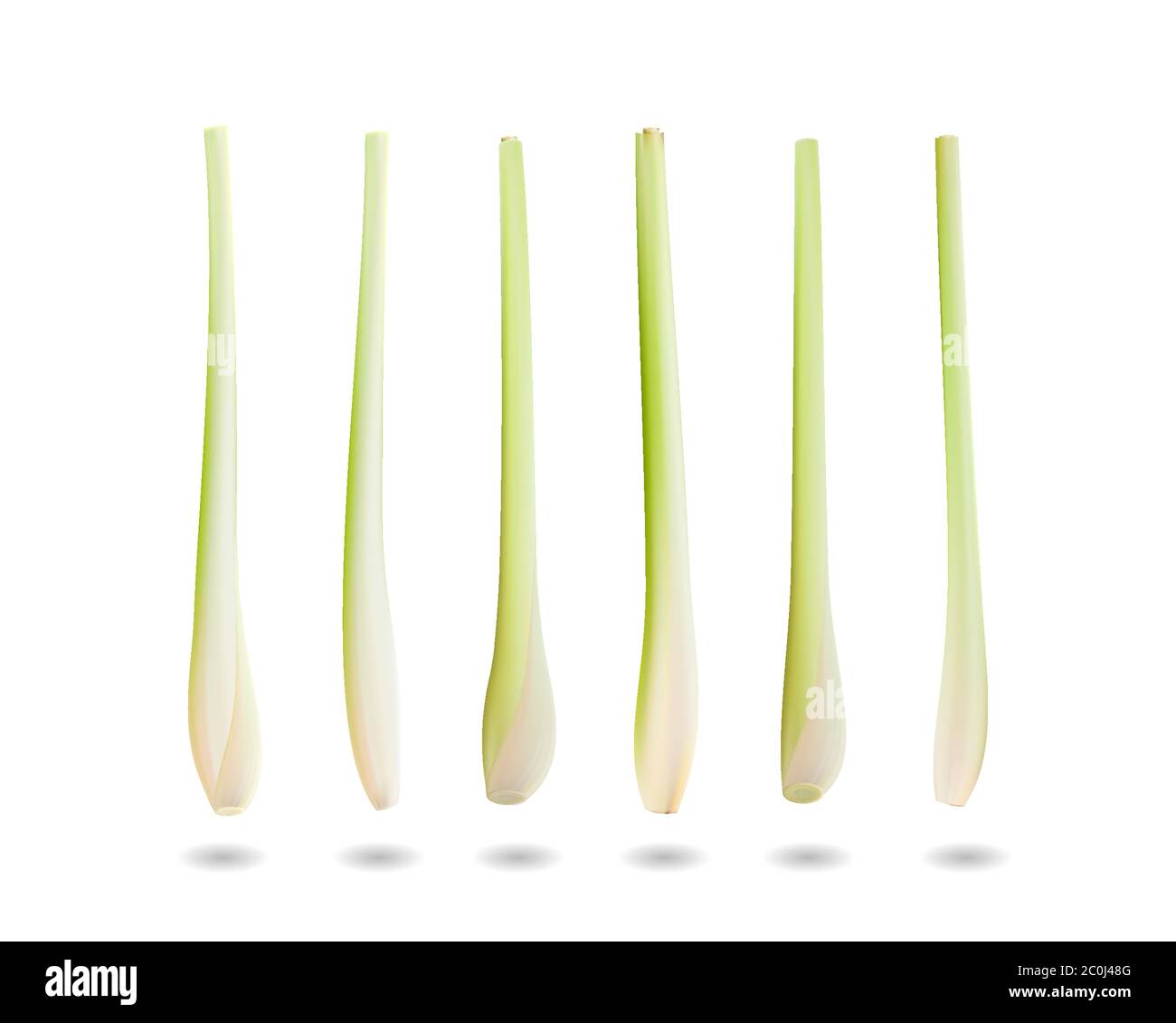 lemongrass. Realistic vector illustration, 3d Stock Vector Image & Art ...