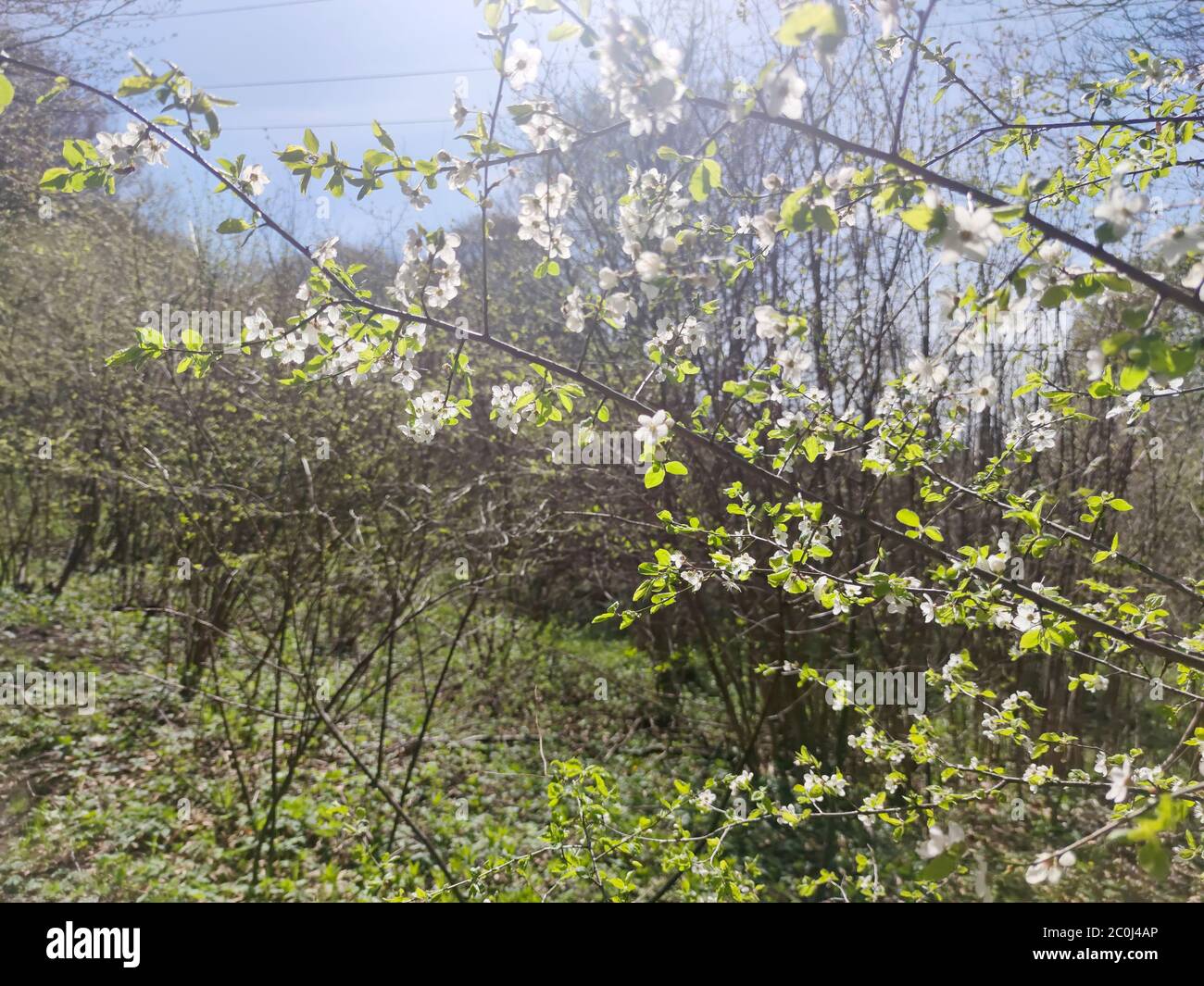 Spring Landscape of Vitosha Mountain, Sofia City Region, Bulgaria Stock ...