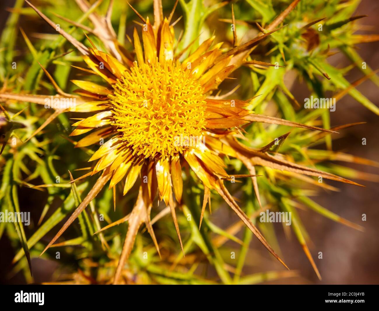 Wild nature flowers. Santorini, Cyclades, Greece Stock Photo - Alamy