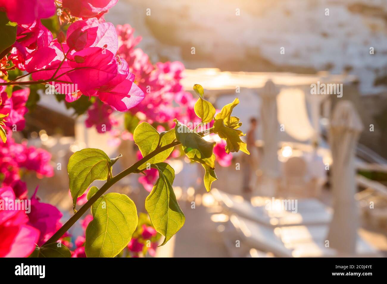 Bougainvillea santorini architecture hi-res stock photography and ...