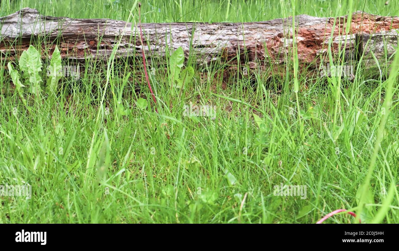 Log pile in garden wildlife hi-res stock photography and images - Alamy
