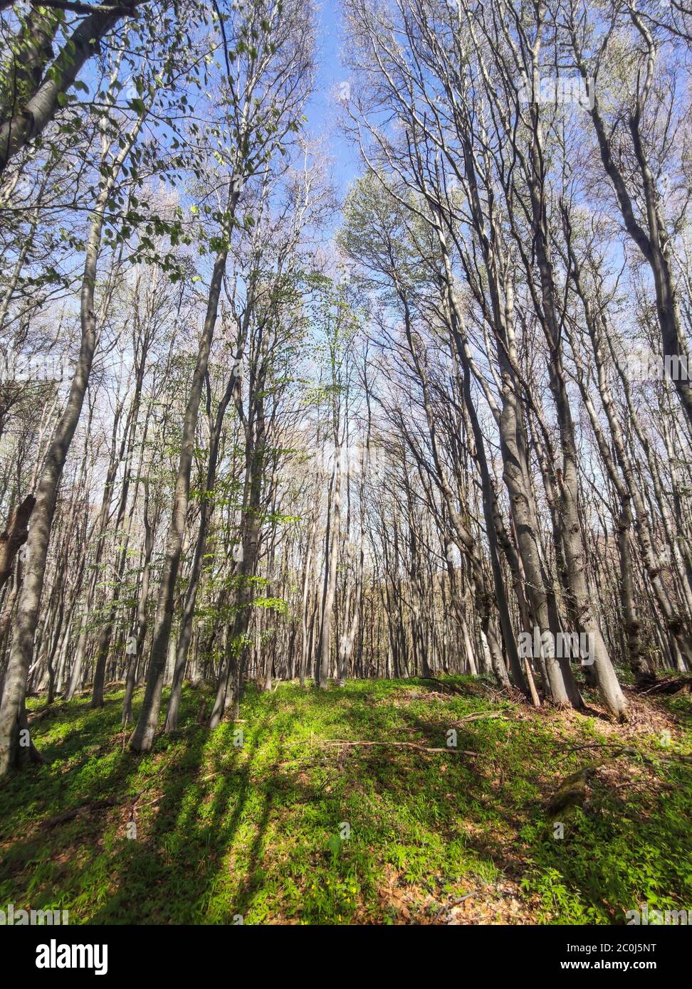 Spring Landscape of Vitosha Mountain, Sofia City Region, Bulgaria Stock ...