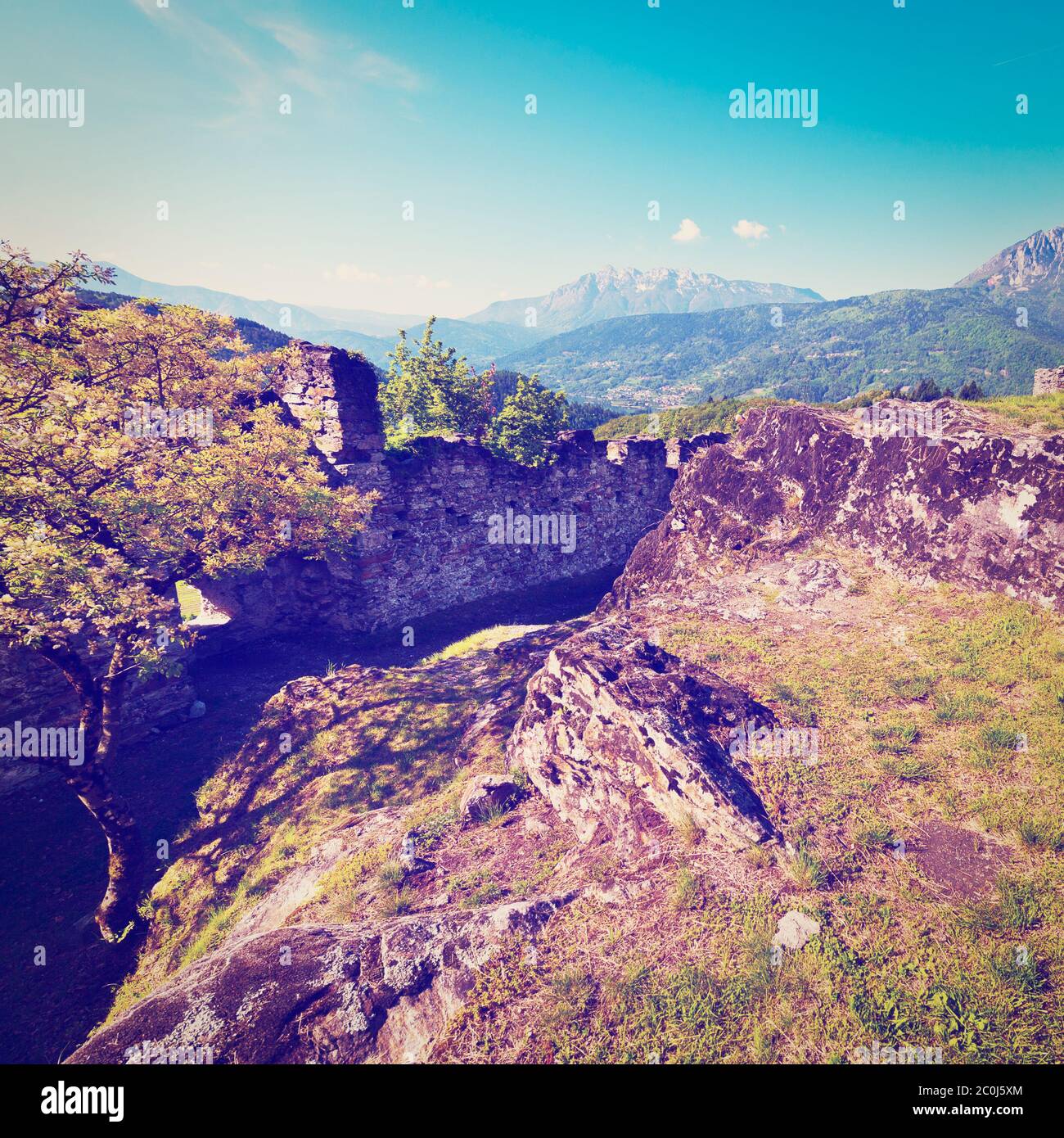 Vine on rock hi-res stock photography and images - Alamy