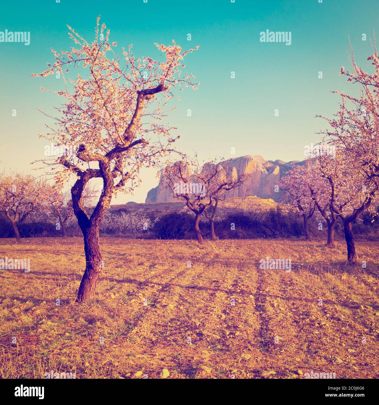 Orchard valley almonds hi-res stock photography and images - Alamy