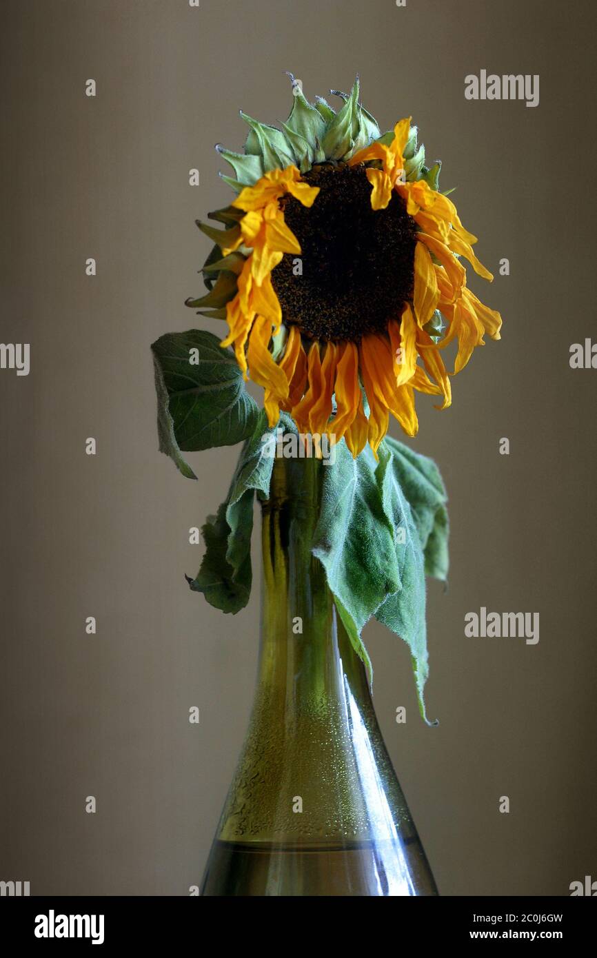 Sunflower withering hi-res stock photography and images - Alamy