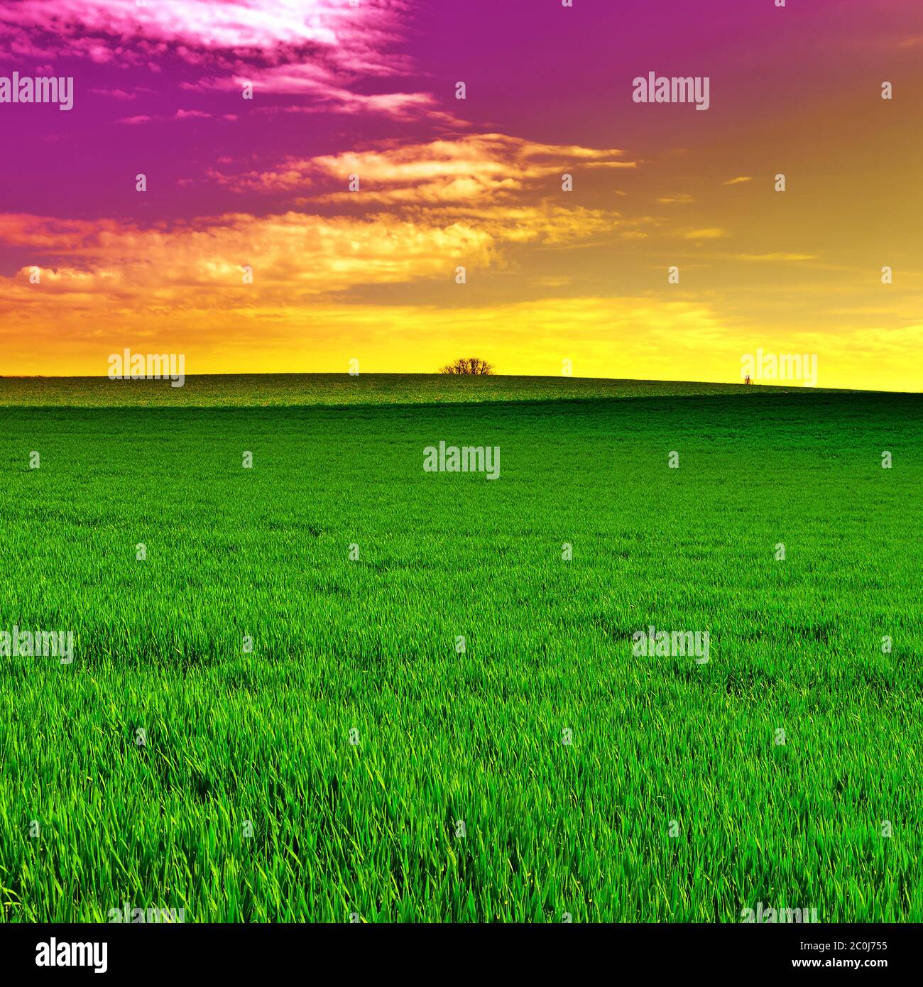 Pasture at Sunset Stock Photo - Alamy