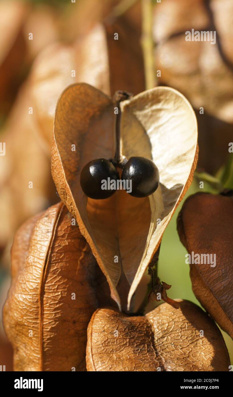 Golden rain tree seeds hi-res stock photography and images - Alamy