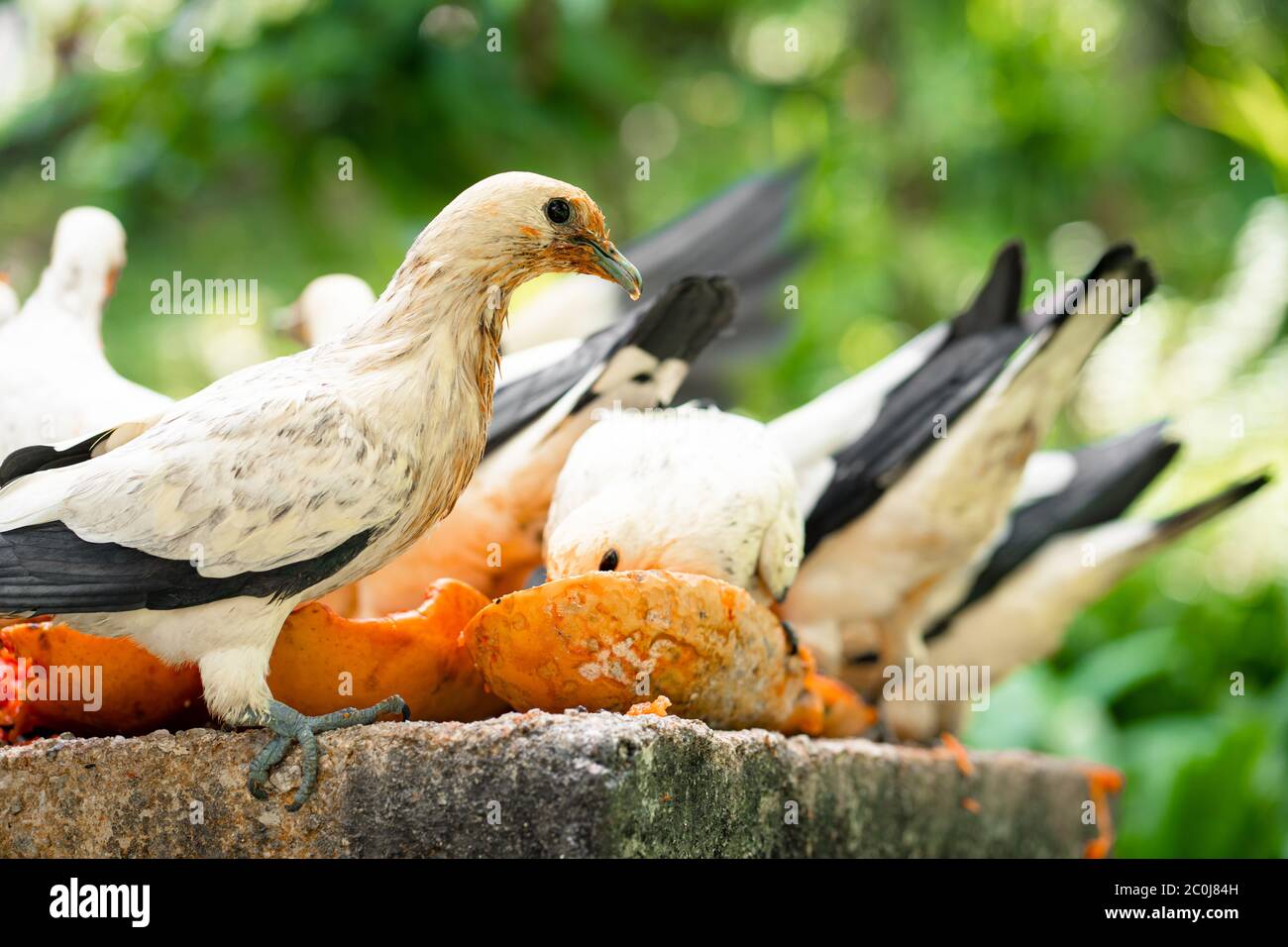 A flock of pigeons eating papaya in a manger. Bird watching Stock Photo ...