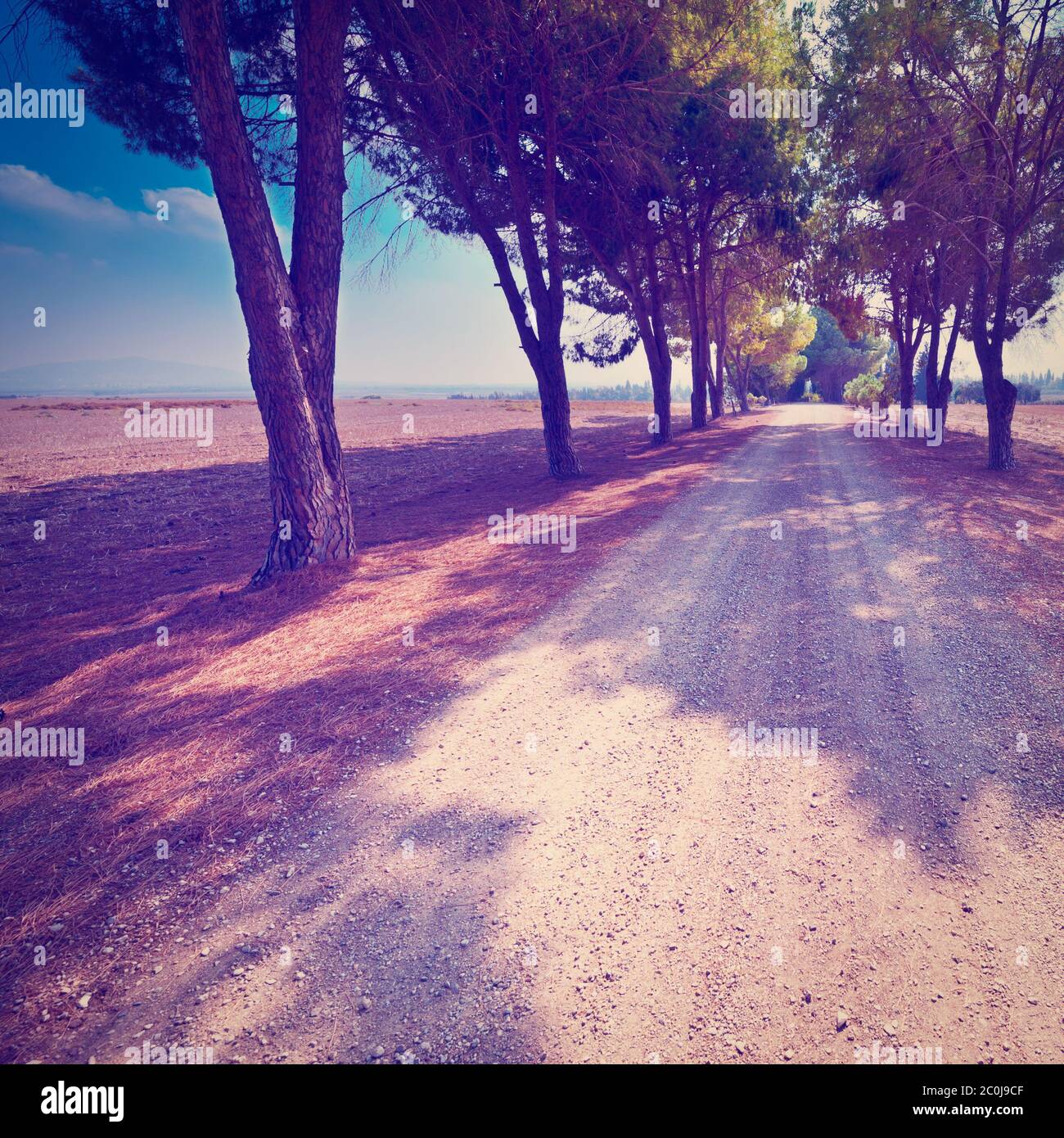 Shady field hi-res stock photography and images - Alamy