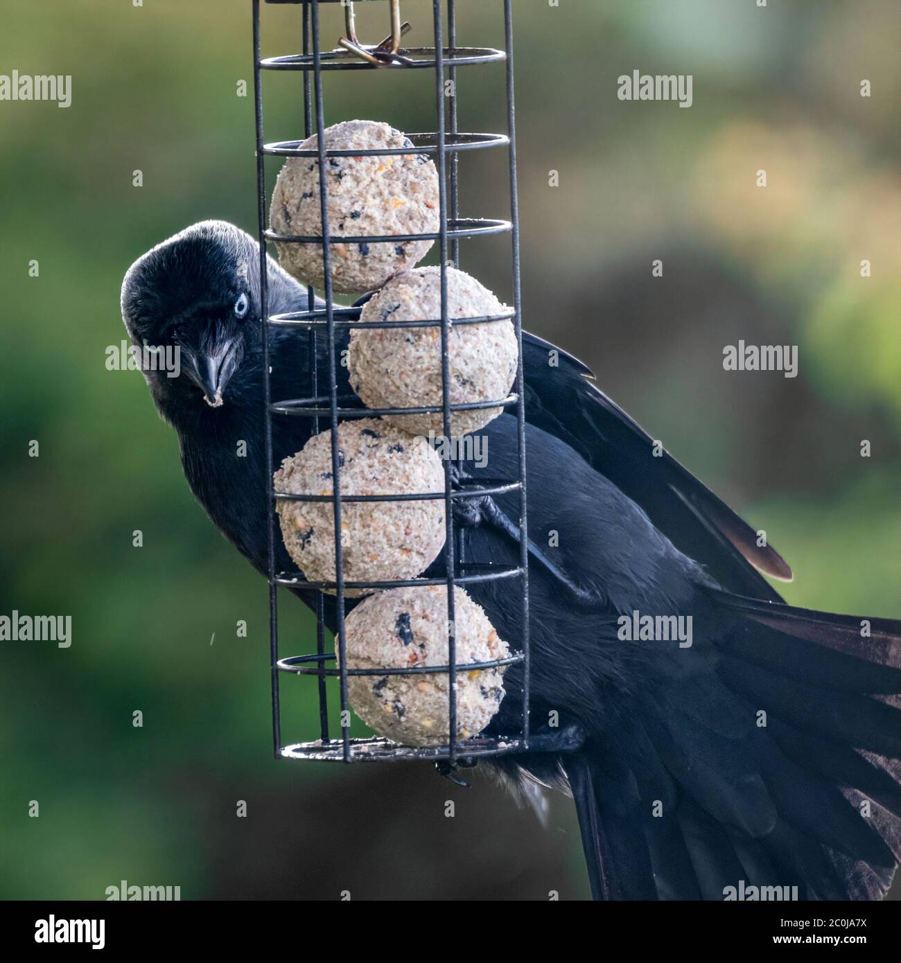 Adult Male Jackdaw, Corvus monedula, balancing on the feeder and eating ...
