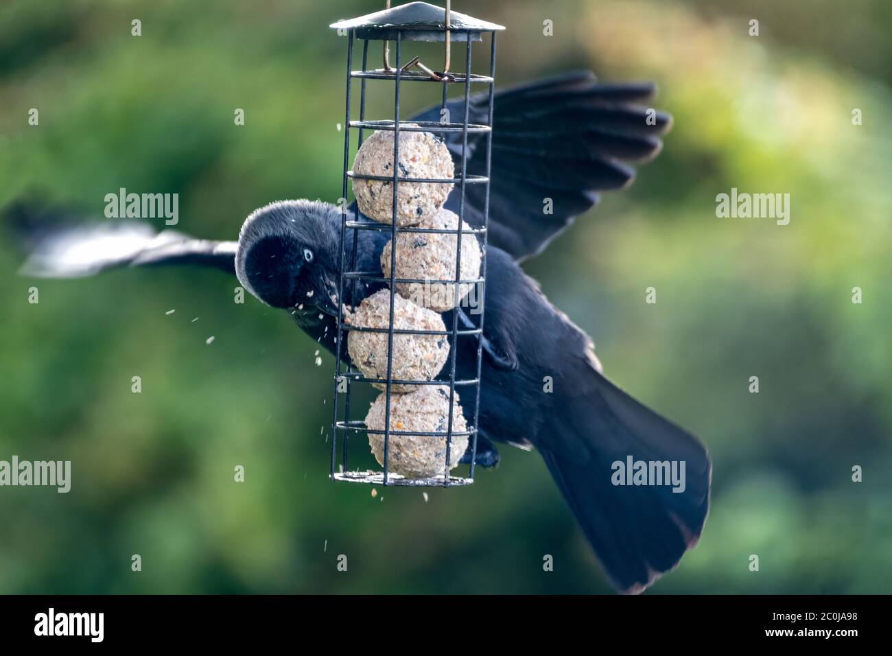 Adult Male Jackdaw, Corvus monedula, balancing on the feeder and eating ...