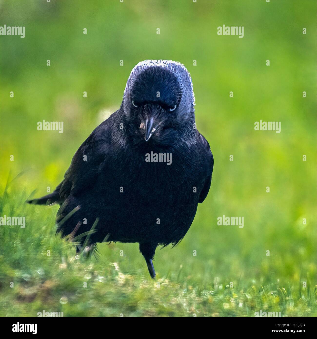 Adult Male Jackdaw, Corvus monedula, stood on the ground looking ...