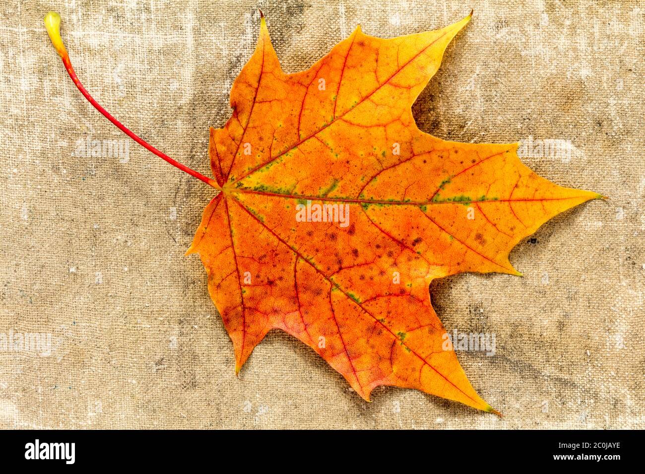 Leaf cloth hi-res stock photography and images - Alamy