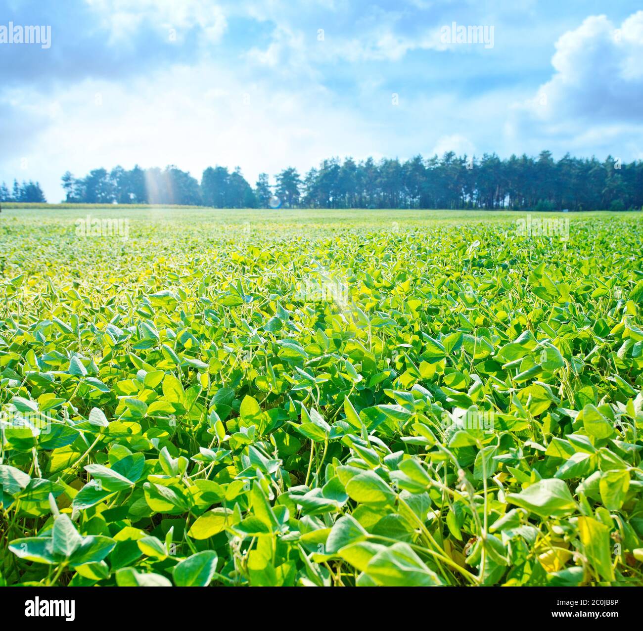 Soybean field blossom hi-res stock photography and images - Alamy
