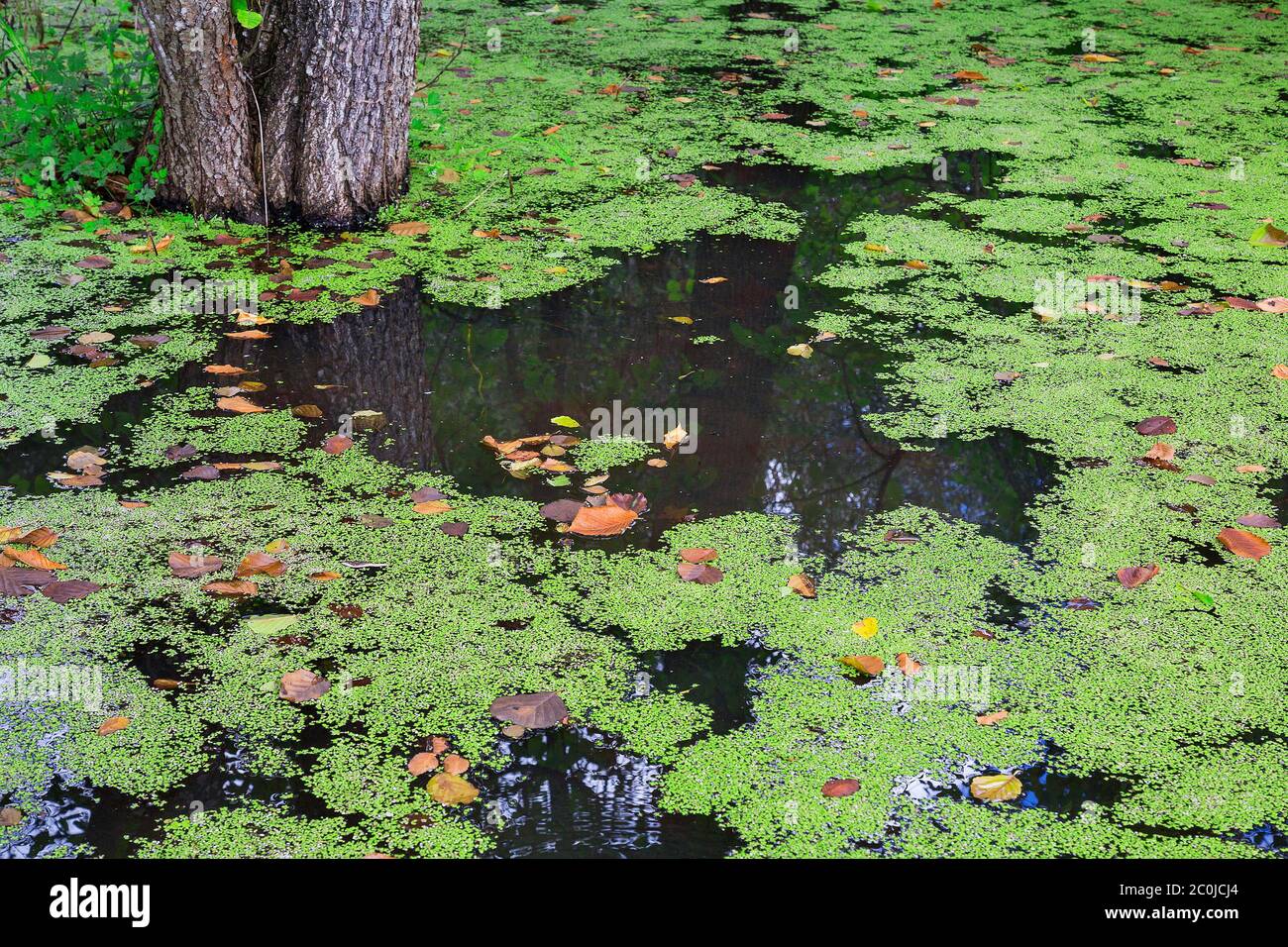 Fresh water swamp forest hi-res stock photography and images - Alamy