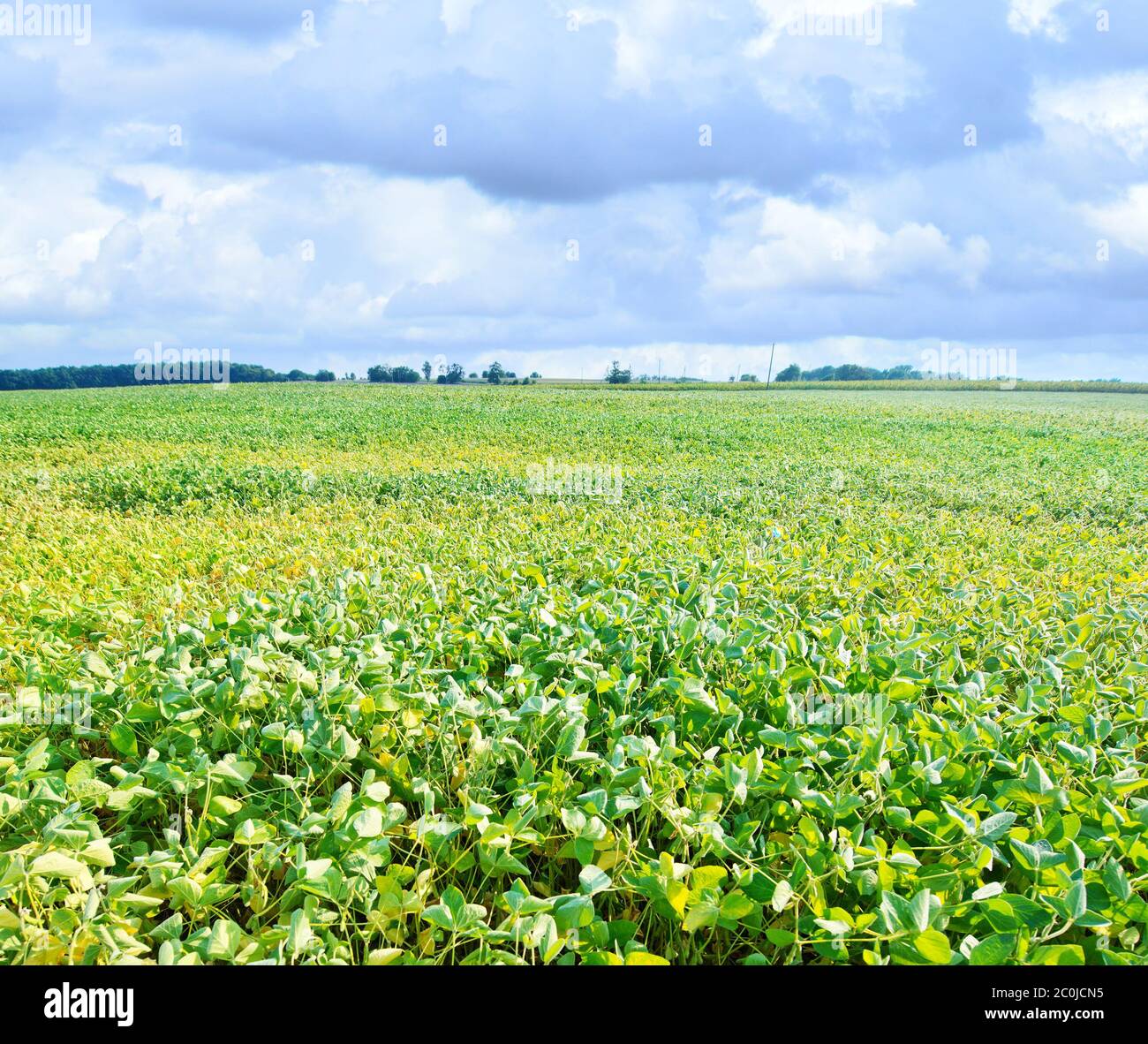 Soybean field blossom hi-res stock photography and images - Alamy