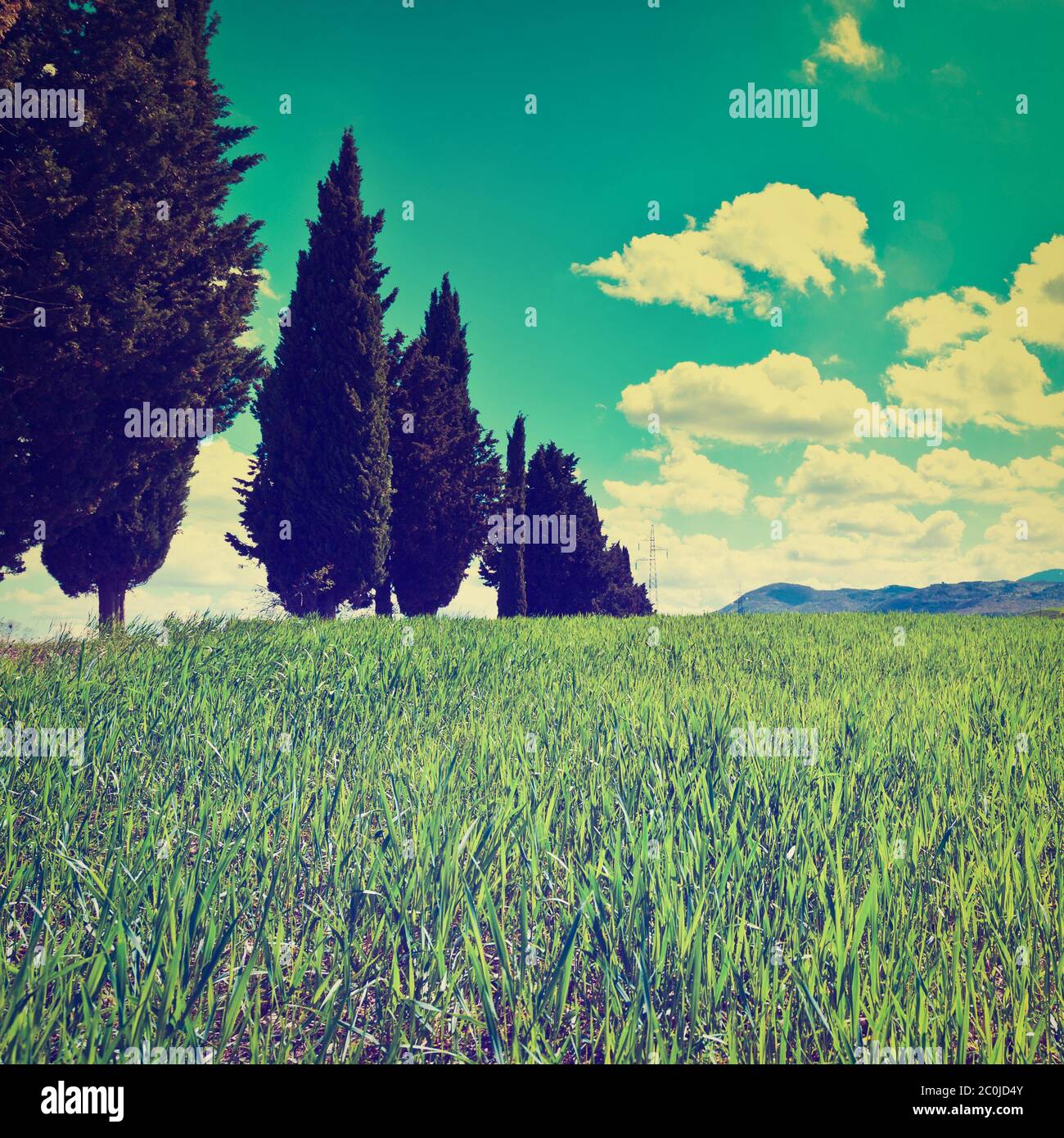 Italian cypress tree plantation hi-res stock photography and images - Alamy