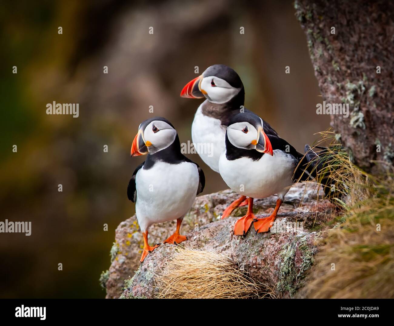Puffins nesting on the cliffs at the Bullers of Buchan near Peterhead ...