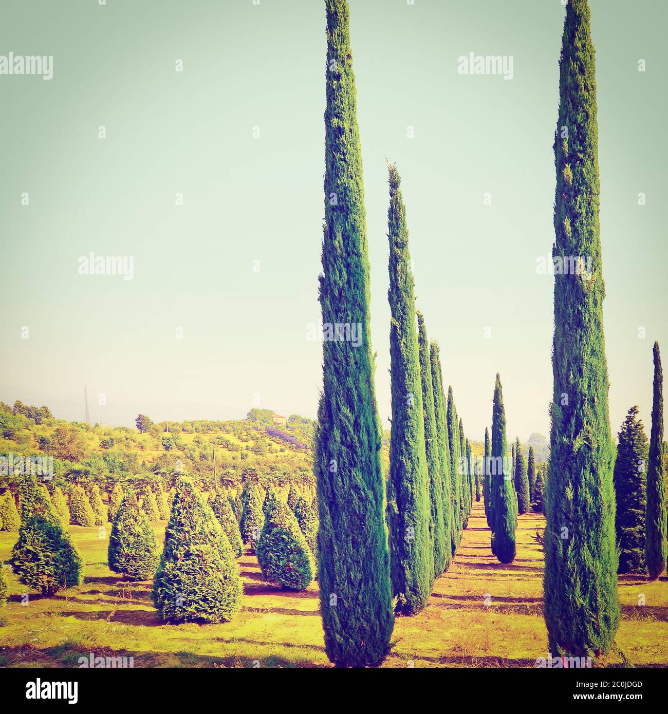 Garden with cypress and olive trees hi-res stock photography and images ...
