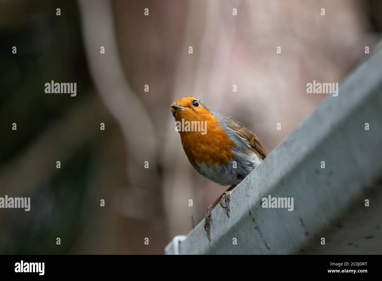 Robin House High Resolution Stock Photography and Images - Alamy