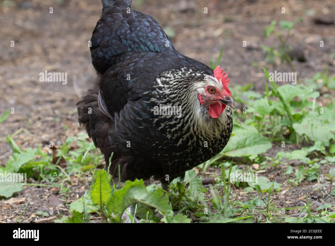 Hybrid hen foraging in back garden. British Isles Stock Photo - Alamy