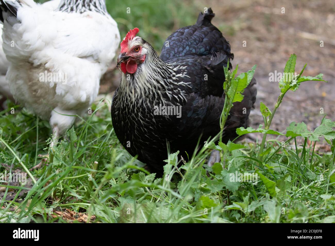 Hens foraging in back garden. British Isles Stock Photo - Alamy