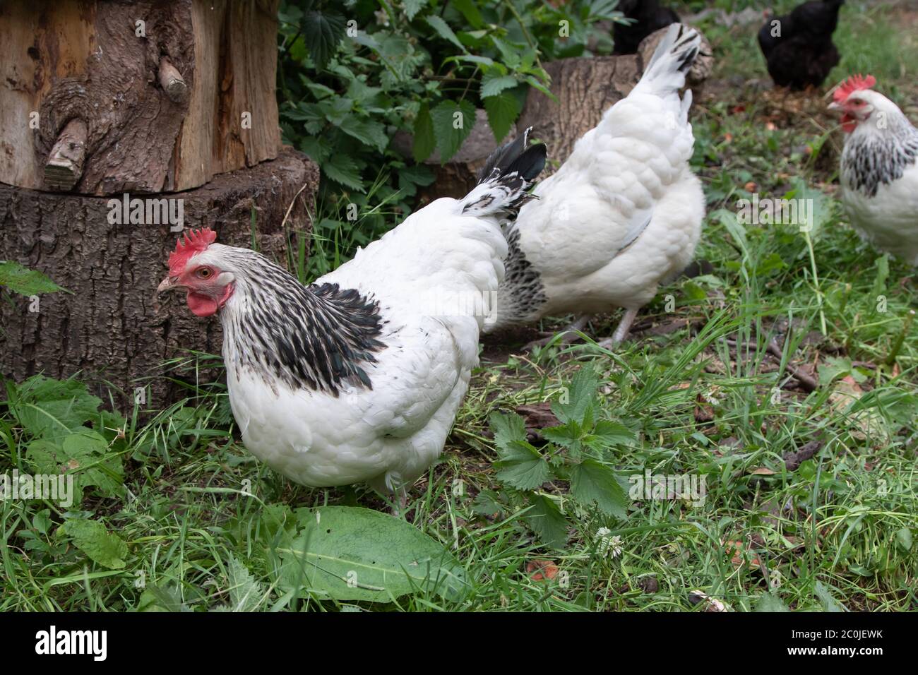 Light Sussex hens. Small flock foraging in back garden. British Isles ...