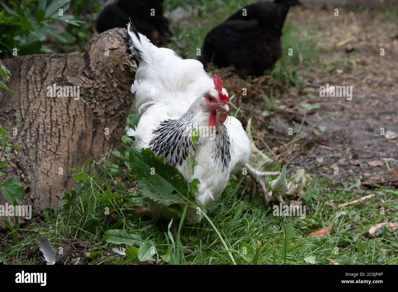 Light Sussex hens. Small flock foraging in back garden. British Isles ...