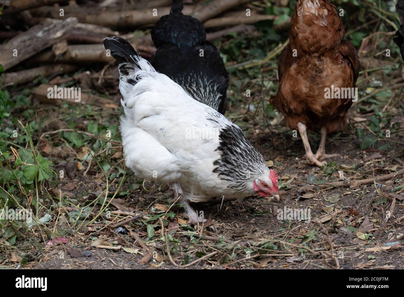 Freerange chickens foraging in back garden. British Isles Stock Photo ...