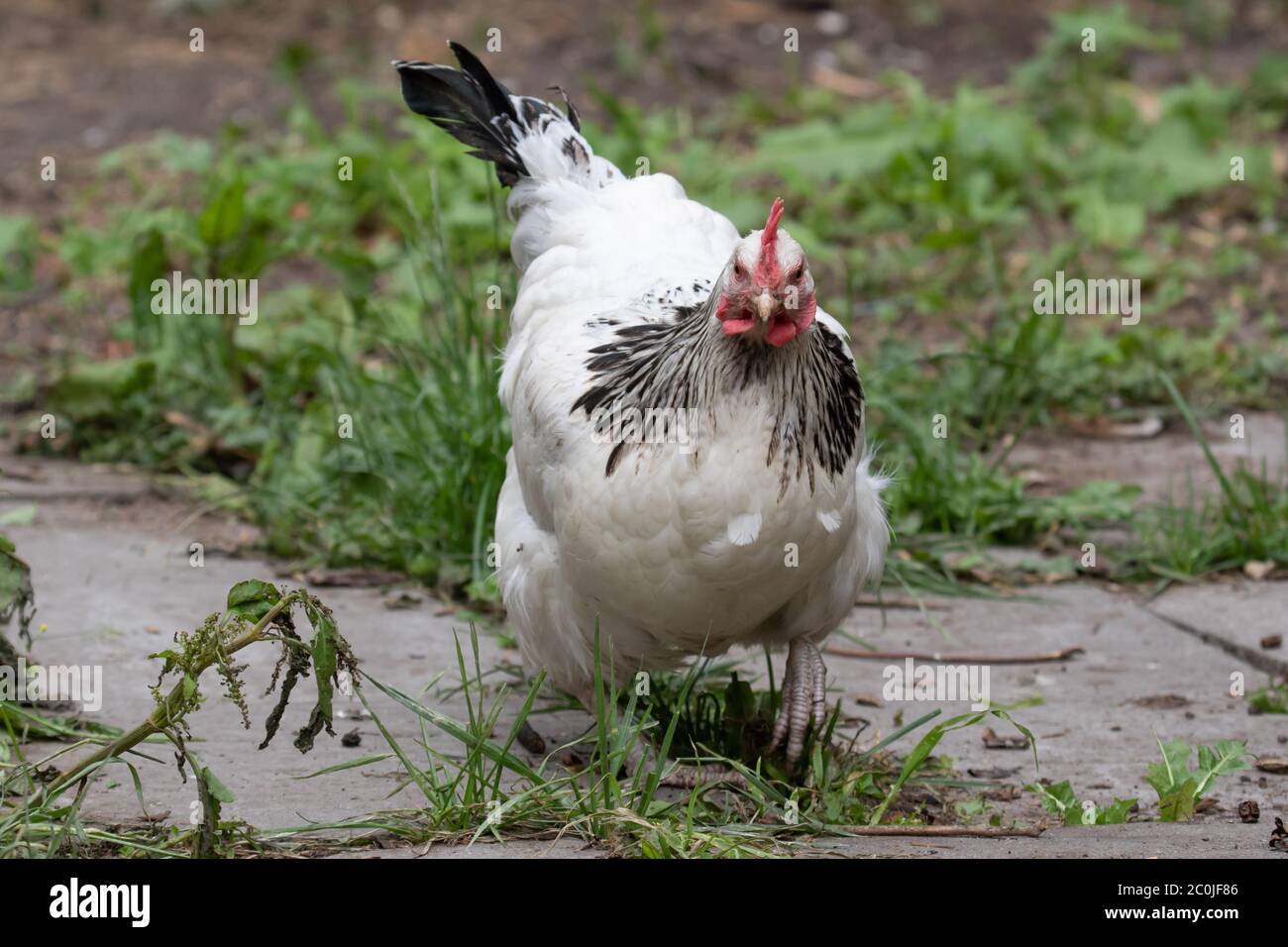Light Sussex hen in back garden. British Isles Stock Photo - Alamy