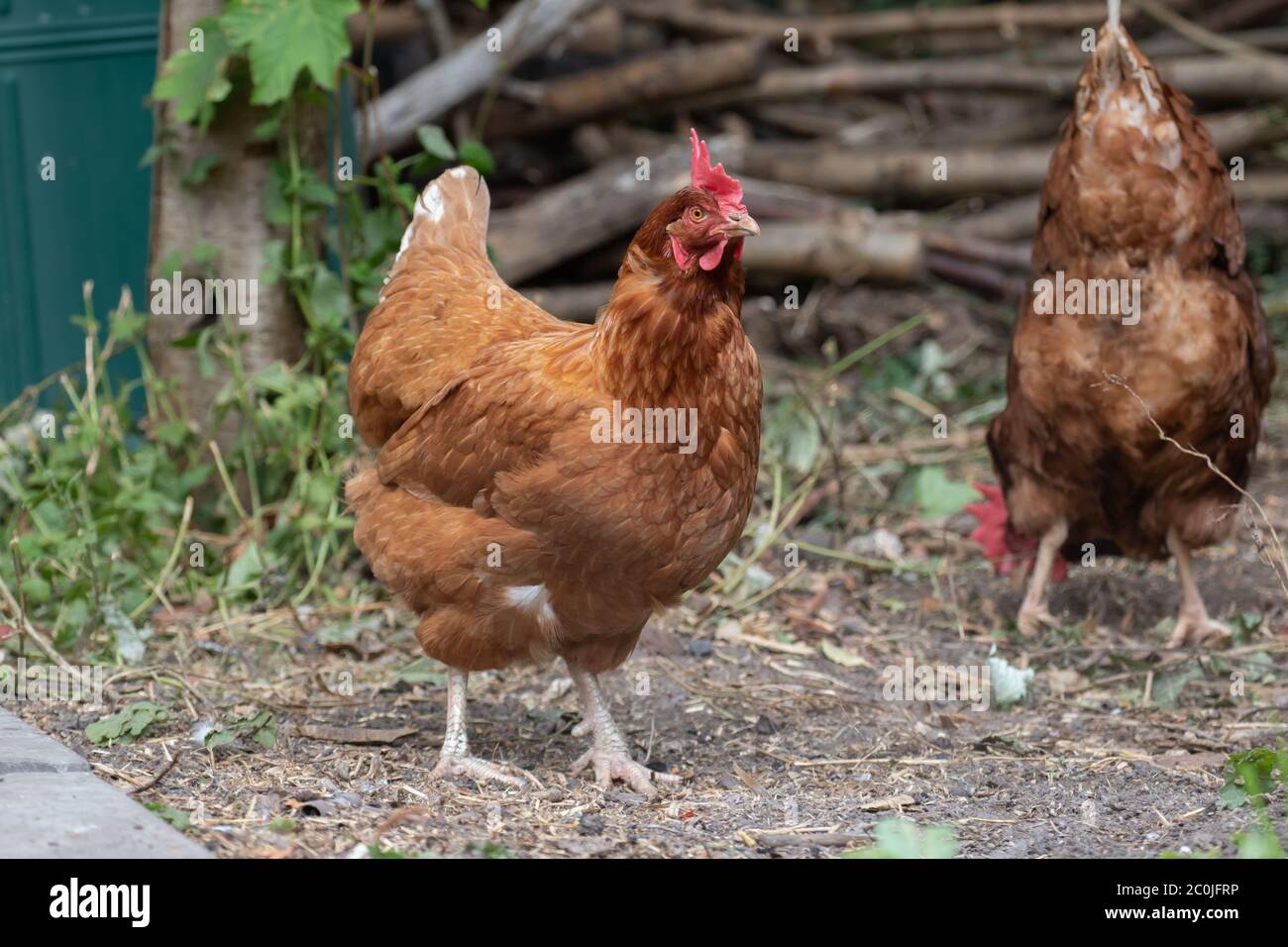Brown Hybrid hen foraging in back garden. British Isles Stock Photo - Alamy
