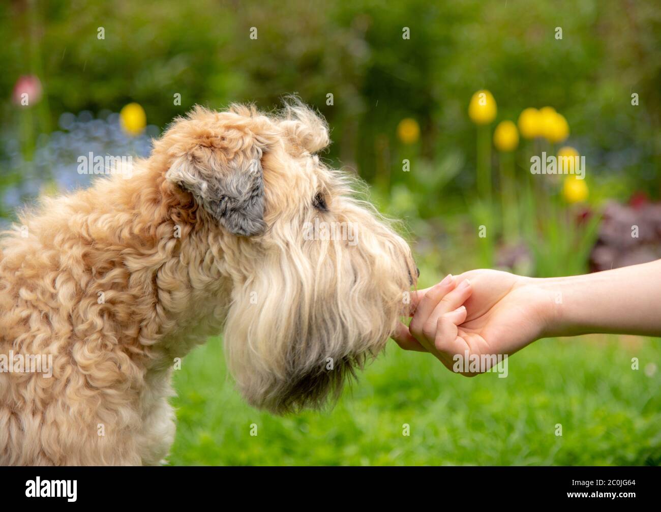 Receiving a reward hi-res stock photography and images - Alamy