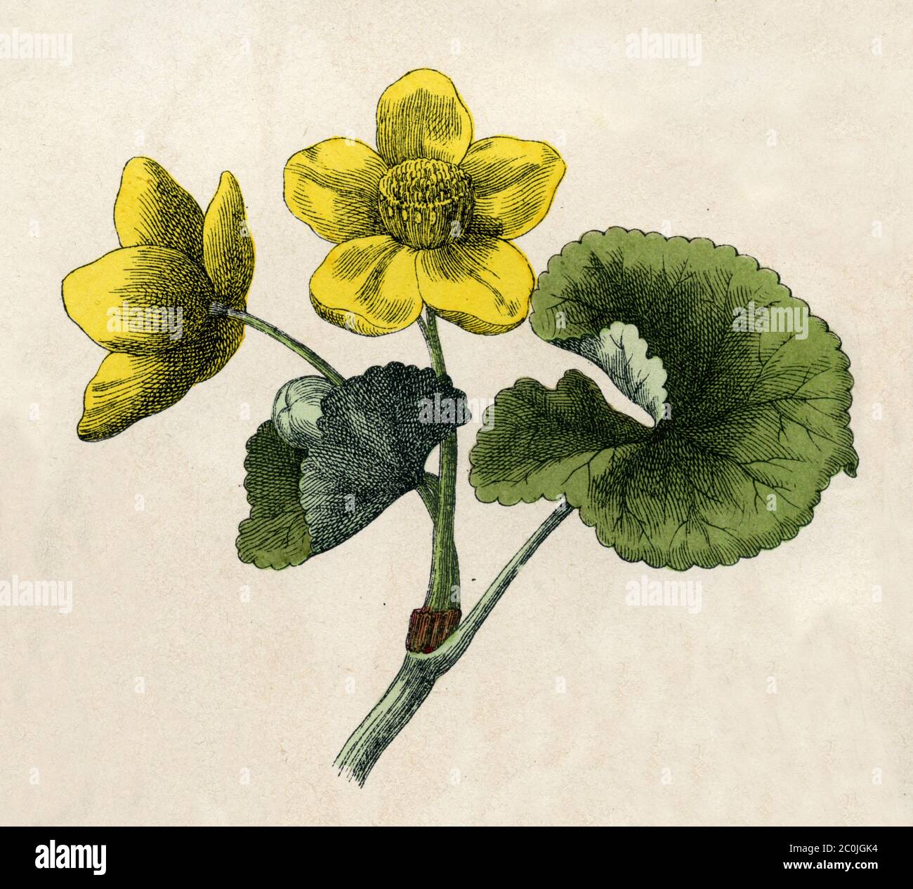 Marsh Marigold Drawing