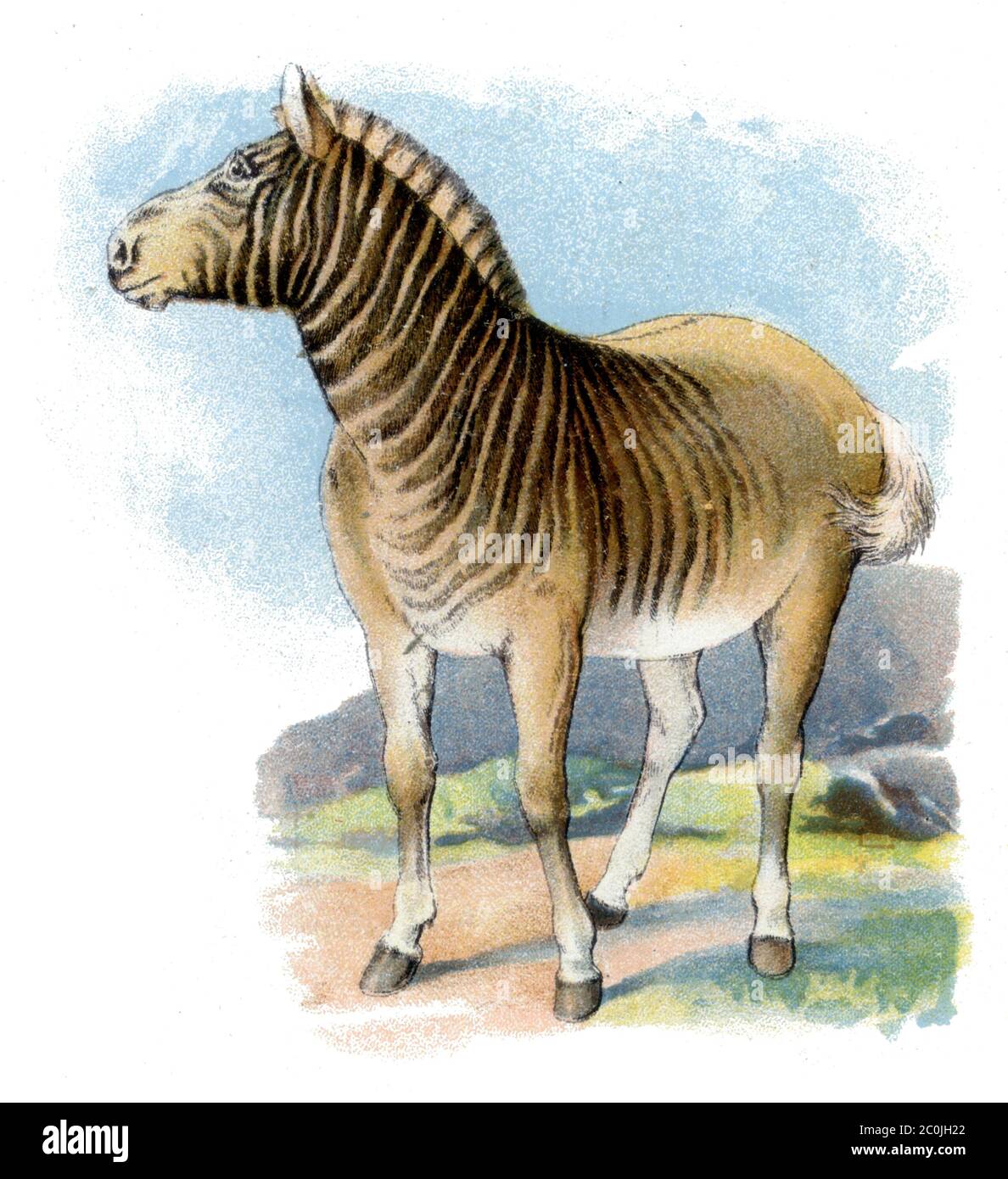 quagga / Equus quagga quagga / Quagga (zoology book, 1913 Stock Photo ...