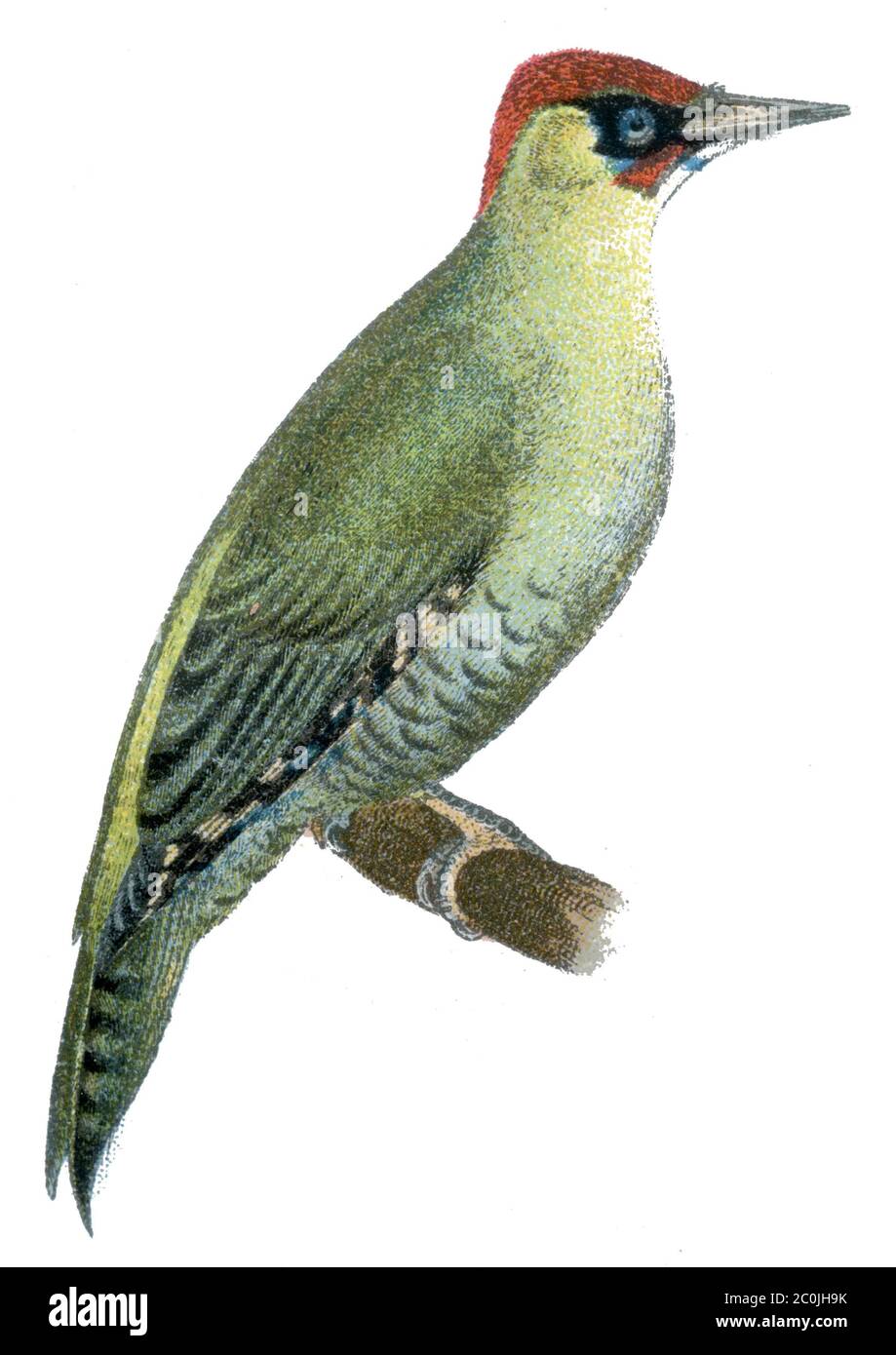 European green woodpecker / Picus viridis / Grünspecht Stock Photo - Alamy